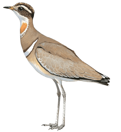 Top Birds Search For Lost Birds