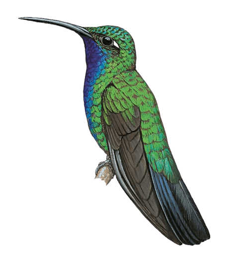 Top Birds | Search for Lost Birds