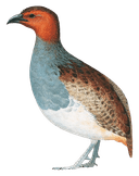 Explore | Search for Lost Birds