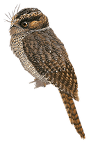 Explore | Search for Lost Birds