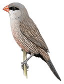 Explore | Search for Lost Birds