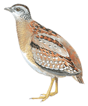 Explore | Search for Lost Birds