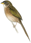 Explore | Search for Lost Birds