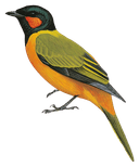 Explore | Search for Lost Birds