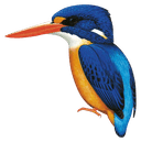 Explore | Search for Lost Birds