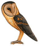 Explore | Search for Lost Birds