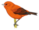 Explore | Search for Lost Birds