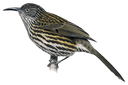 Explore | Search for Lost Birds