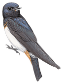 Explore | Search for Lost Birds
