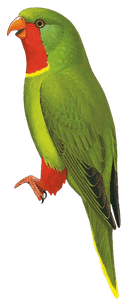 Explore | Search for Lost Birds