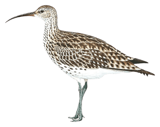 Slender-billed Curlew | Search for Lost Birds