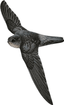 Explore | Search for Lost Birds