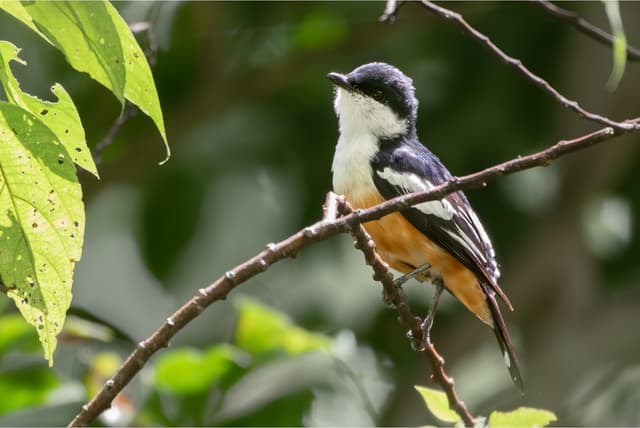 Mussau Triller | Search for Lost Birds