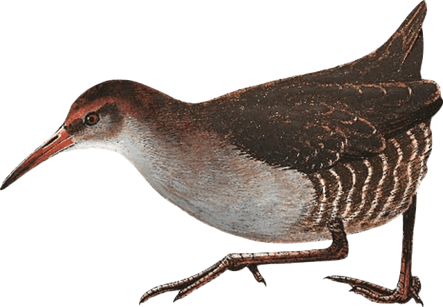 Luzon Rail | Search for Lost Birds